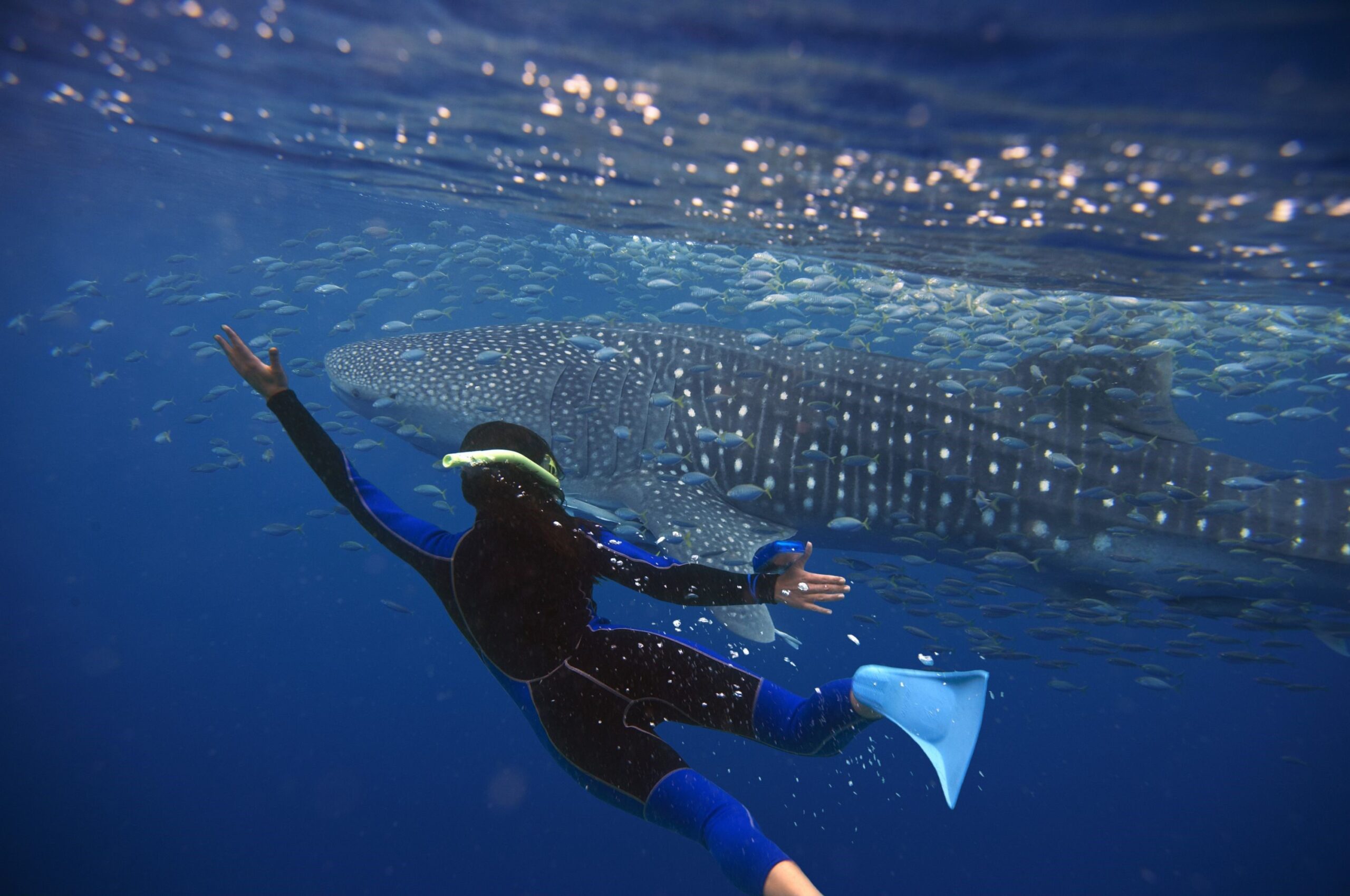 Swim with Whale Sharks in Diani Beach – A Once-in-a-Lifetime Experience ...